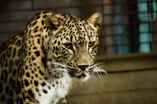 「Felid」の画像 - 1,406,276 件の Stock 写真、ベクターおよびビデオ | Adobe Stock