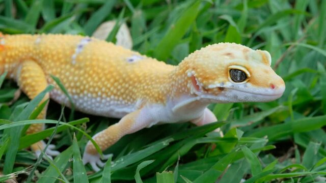 "Leopard Gecko" Images – Browse 7,446 Stock Photos, Vectors, and Video ...