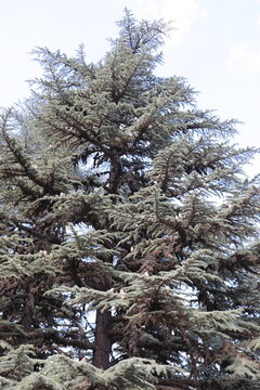 Cedra Images – Browse 36 Stock Photos, Vectors, and Video | Adobe Stock