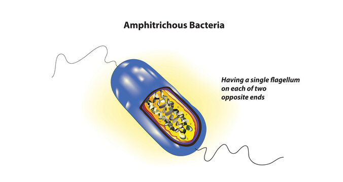 Amphitrichous Images – Browse 74 Stock Photos, Vectors, and Video ...