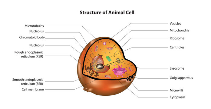 Microtubules In A Cell