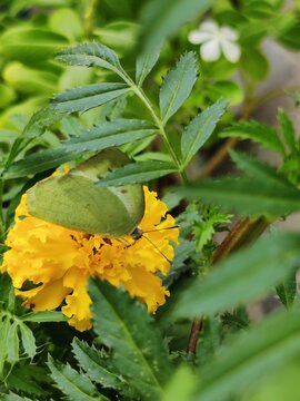 Prakriti Images – Browse 309 Stock Photos, Vectors, and Video | Adobe Stock