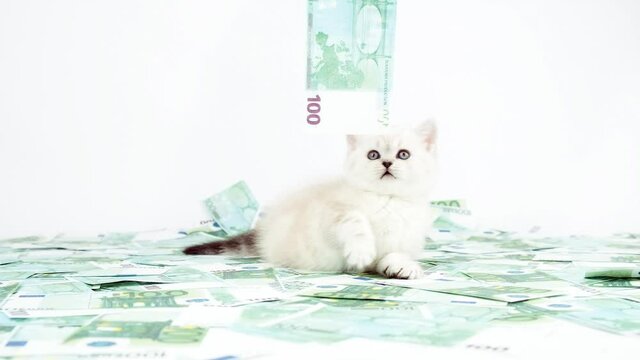 Kitten Money Images – Browse 8,378 Stock Photos, Vectors, and Video ...