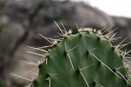 Prain Bilder – Durchsuchen 170 Archivfotos, Vektorgrafiken und Videos ...