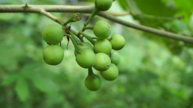 Zamorette Images – Browse 32 Stock Photos, Vectors, and Video | Adobe Stock