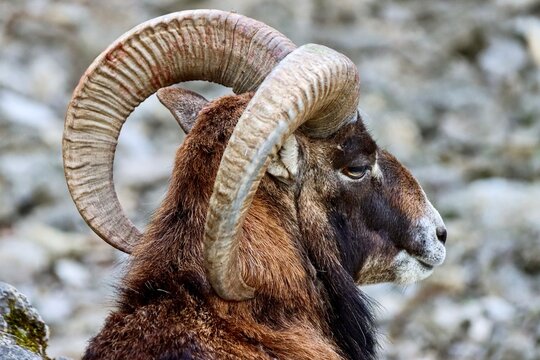 Capriné Images – Parcourir 6,670 le catalogue de photos, vecteurs et ...