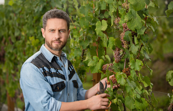 Oenologist bilder – Bläddra bland 23,725 stockfoton, vektorer och ...