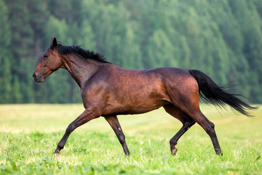 Quarter Horse Dark Bay