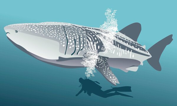 Haifischflosse Bilder – Durchsuchen 4,048 Archivfotos, Vektorgrafiken ...