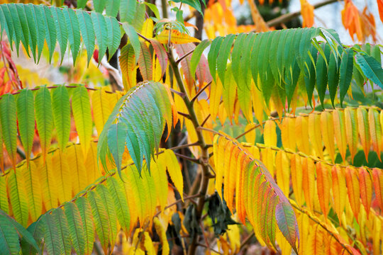 Green Gradient Sides Images – Browse 11,122 Stock Photos, Vectors, and ...