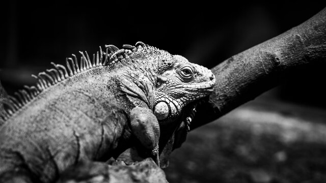 รูปภาพAcrodonta – เลือกดูภาพถ่ายสต็อก เวกเตอร์ และวิดีโอ11,557 | Adobe ...