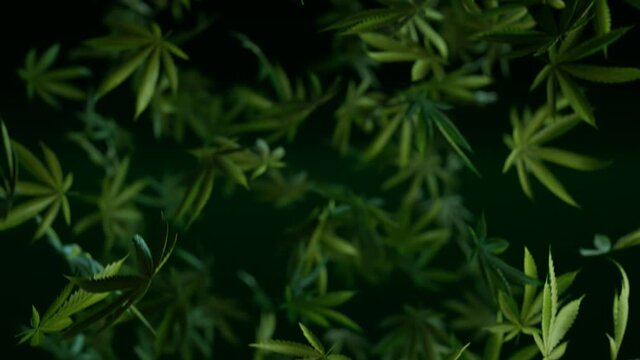 Imágenes de Cannabiol: descubre bancos de fotos, ilustraciones ...