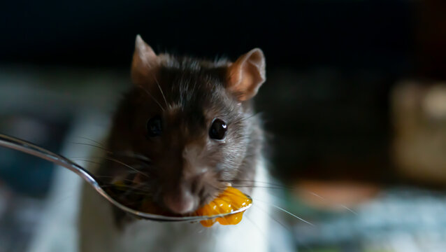 รูปภาพRatten – เลือกดูภาพถ่ายสต็อก เวกเตอร์ และวิดีโอ1,035 | Adobe Stock