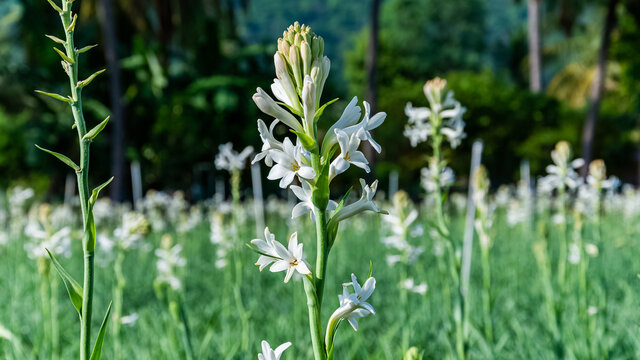 รูปภาพTuberose – เลือกดูภาพถ่ายสต็อก เวกเตอร์ และวิดีโอ2,143 | Adobe Stock
