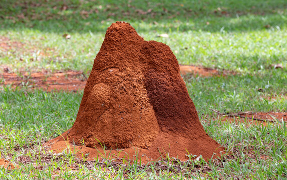 "Termite Mound" Images – Browse 2,841 Stock Photos, Vectors, and Video ...