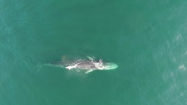"Fin Whale" Images – Browse 976 Stock Photos, Vectors, and Video ...