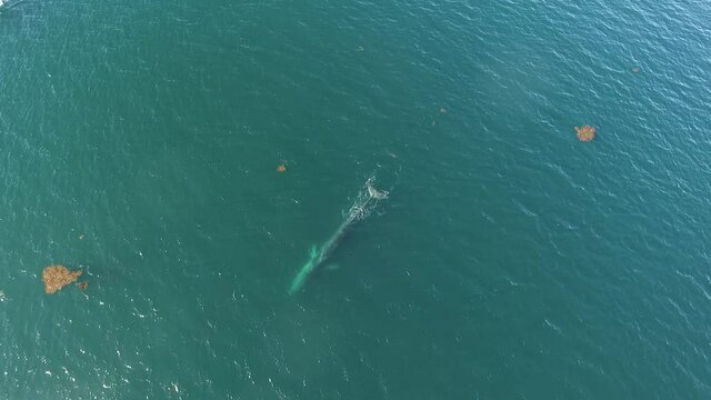 "Fin Whale" Images – Browse 1,089 Stock Photos, Vectors, and Video ...