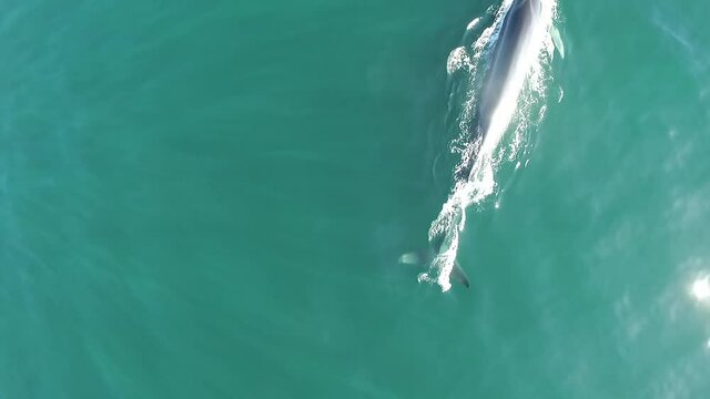 "Fin Whale" Images – Browse 1,081 Stock Photos, Vectors, and Video ...