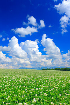 「畑」の画像 - 12,666,589 件の Stock 写真、ベクターおよびビデオ | Adobe Stock