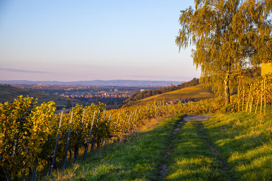 รูปภาพ"Winzer – เลือกดูภาพถ่ายสต็อก เวกเตอร์ และวิดีโอ18,405 | Adobe Stock