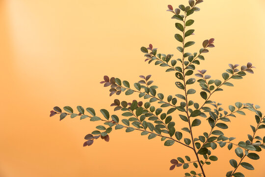 「Acacieae」の画像 - 776 件の Stock 写真、ベクターおよびビデオ | Adobe Stock