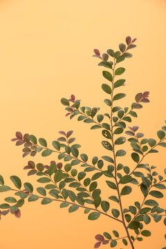 「Acacieae」の画像 - 776 件の Stock 写真、ベクターおよびビデオ | Adobe Stock