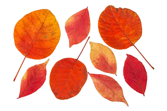 Defferent Images – Browse 604 Stock Photos, Vectors, and Video | Adobe Stock