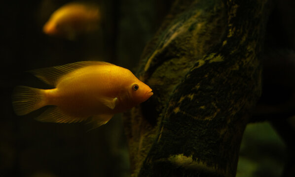 "Pez Dorado" Images – Browse 55 Stock Photos, Vectors, and Video ...