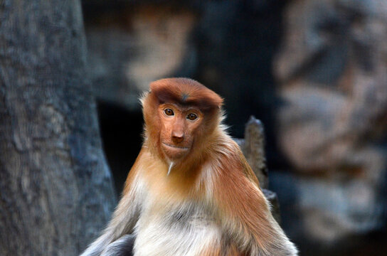 「Bekantan」の画像 - 3,892 件の Stock 写真、ベクターおよびビデオ | Adobe Stock