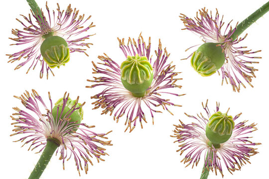 Bossom Bilder – Durchsuchen 875 Archivfotos, Vektorgrafiken und Videos ...