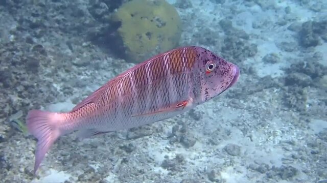 "Spangled Emperor" Images – Browse 105 Stock Photos, Vectors, and Video ...