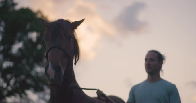 「Docile」の写真素材 | 10,832件の無料イラスト画像 | Adobe Stock