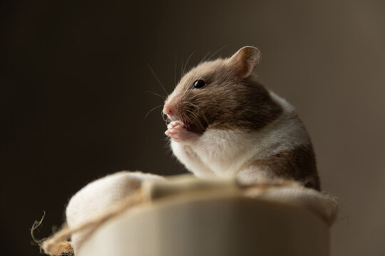 Hamsterbacken Bilder – Durchsuchen 1,634 Archivfotos, Vektorgrafiken ...