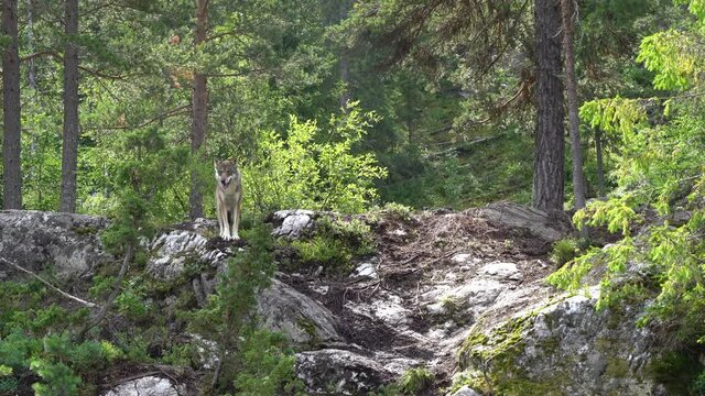 Nordic Wolf Images – Browse 2,199 Stock Photos, Vectors, and Video ...