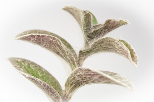 Hairy Leaves Bilder Stock Fotos And Videos Adobe Stock