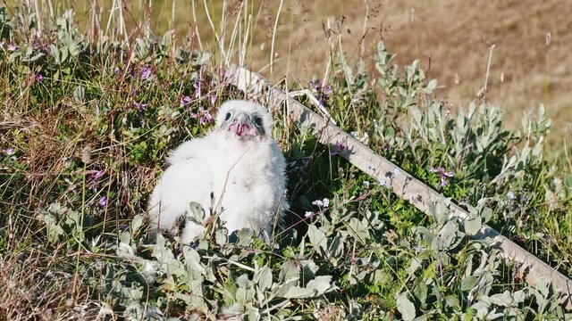 Imágenes de "Hobby Falcon": descubre bancos de fotos, ilustraciones ...