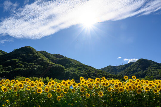 岡山市 Images – Browse 2,340 Stock Photos, Vectors, and Video | Adobe Stock