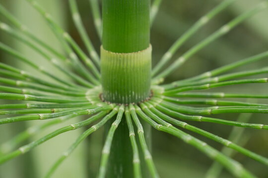 รูปภาพArthrophyta – เลือกดูภาพถ่ายสต็อก เวกเตอร์ และวิดีโอ1,388 | Adobe ...