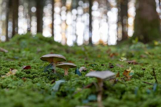 รูปภาพGiftpilz – เลือกดูภาพถ่ายสต็อก เวกเตอร์ และวิดีโอ14,265 | Adobe Stock