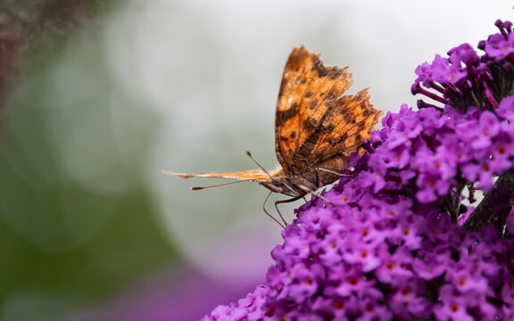 Ockerfarben bilder – Bläddra bland 301 stockfoton, vektorer och videor ...