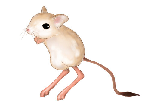 Greater Egyptian Jerboa Gif