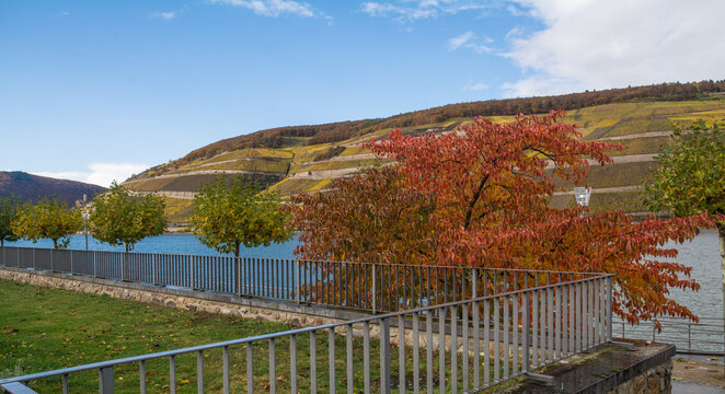 Binger Images – Browse 300 Stock Photos, Vectors, and Video | Adobe Stock