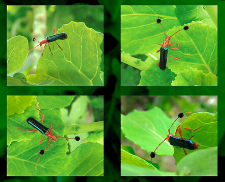 รูปภาพLonghorned – เลือกดูภาพถ่ายสต็อก เวกเตอร์ และวิดีโอ699 | Adobe Stock