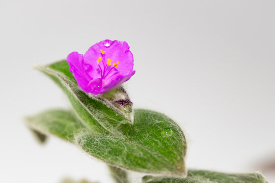 Hairy Leaves Bilder Stock Fotos And Videos Adobe Stock