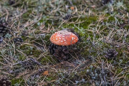 Amarita bilder – Bläddra bland 15 stockfoton, vektorer och videor ...