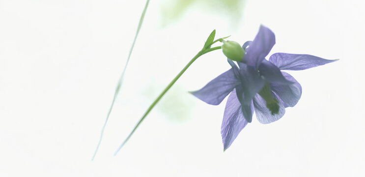 Colombine Images – Browse 167 Stock Photos, Vectors, and Video | Adobe ...