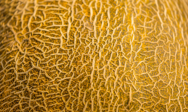 "Melon Texture" Imagens – Procure 224 fotos, vetores e vídeos | Adobe Stock
