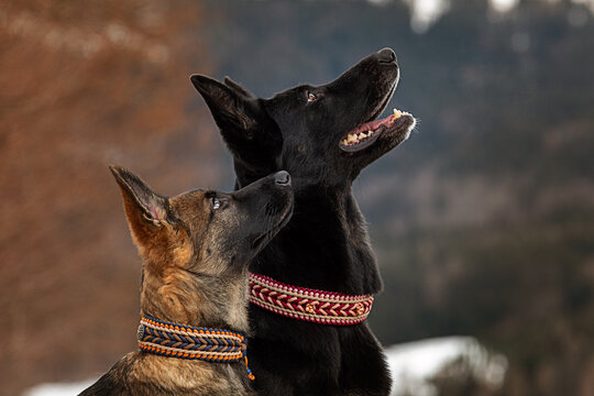 Schäferhunde Images – Browse 539 Stock Photos, Vectors, and Video ...