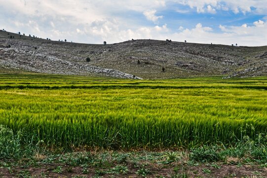 「Pastura」の画像 - 862 件の Stock 写真、ベクターおよびビデオ | Adobe Stock