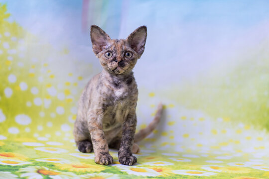รูปภาพDevonrex – เลือกดูภาพถ่ายสต็อก เวกเตอร์ และวิดีโอ297 | Adobe Stock